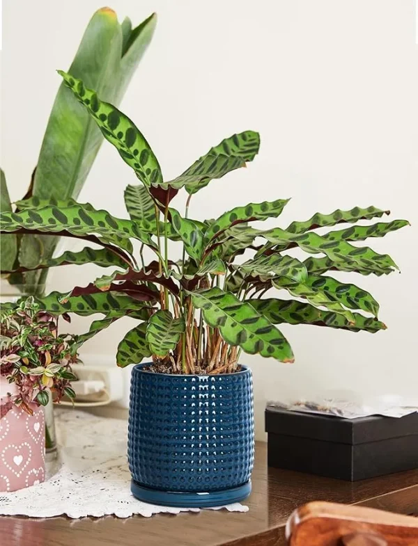 Modern Dark Blue Textured Ceramic Flower Pot – Wholesale Patterned ...