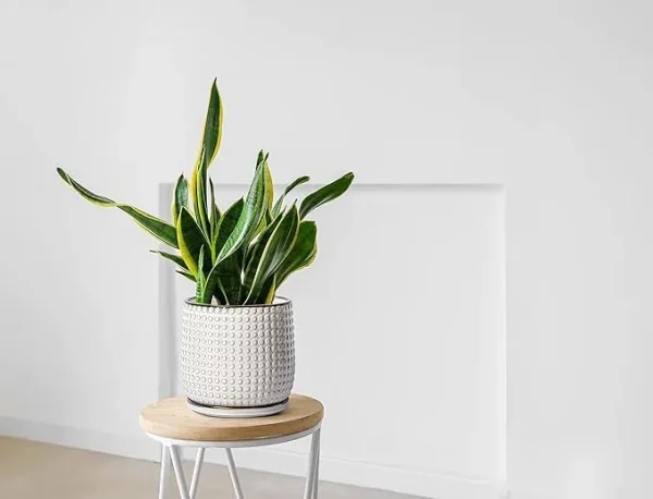 Modern White Textured Ceramic Flower Pot – Wholesale Patterned Indoor ...