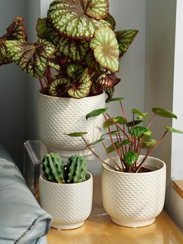 Textured Ivory Ceramic Planter Set for Wholesale